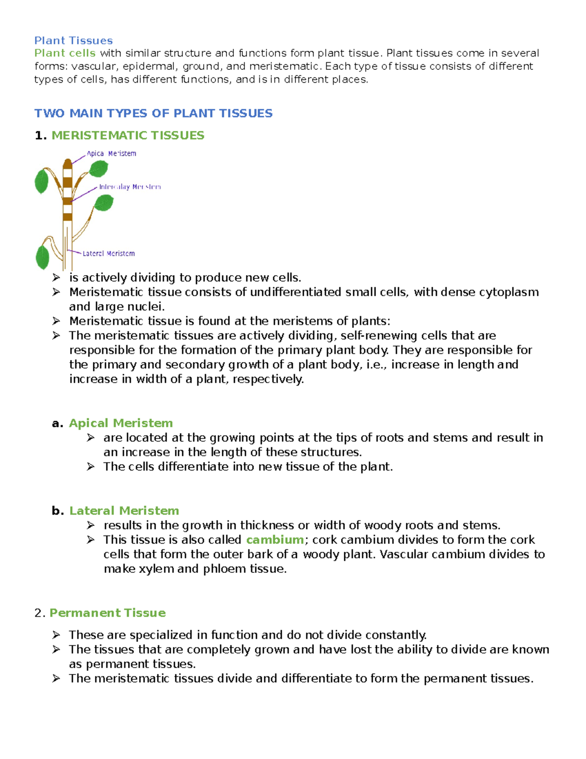 Gen-Bio - Plant Tissues Plant cells with similar structure and ...