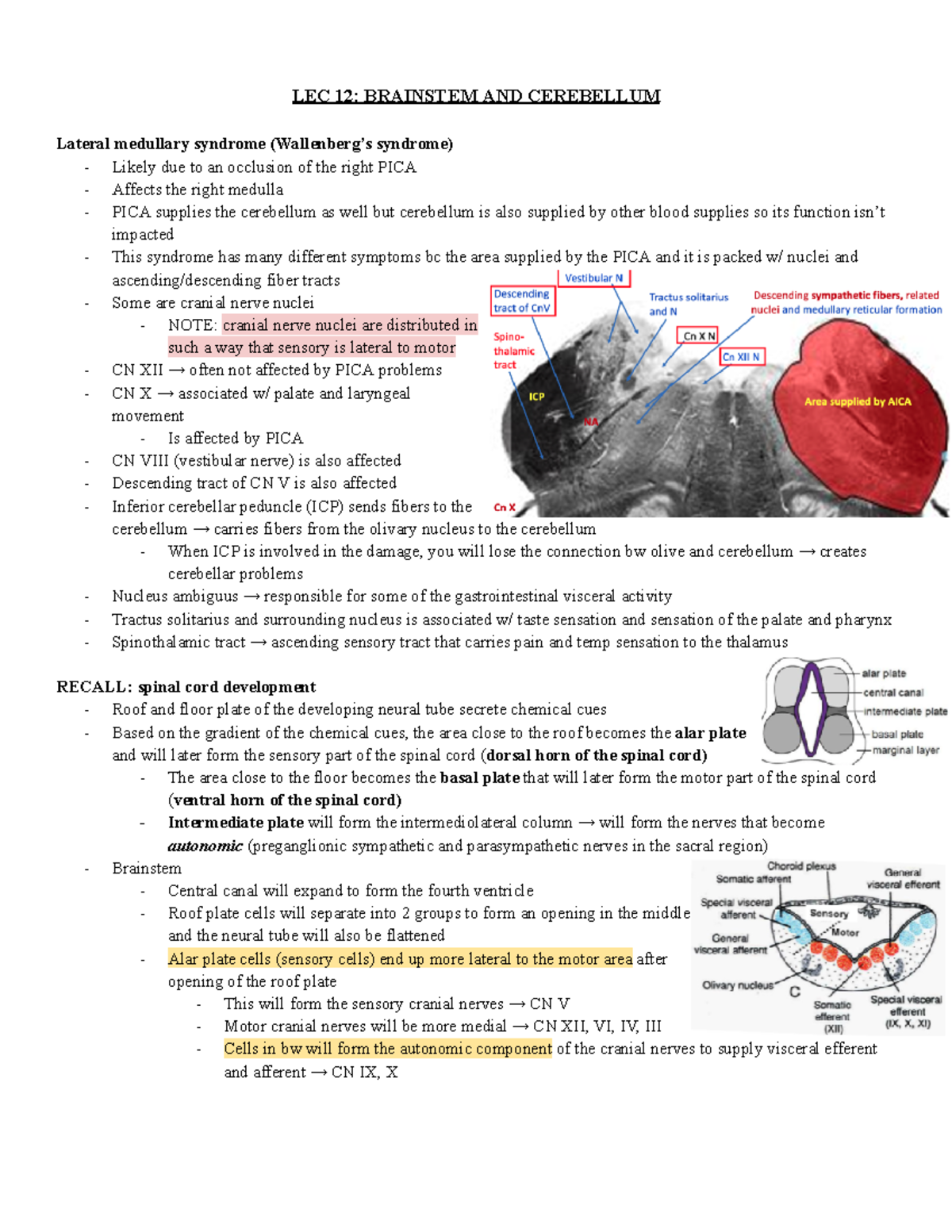 LEC 12 Brainstem AND Cerebellum - LEC 12: BRAINSTEM AND CEREBELLUM ...