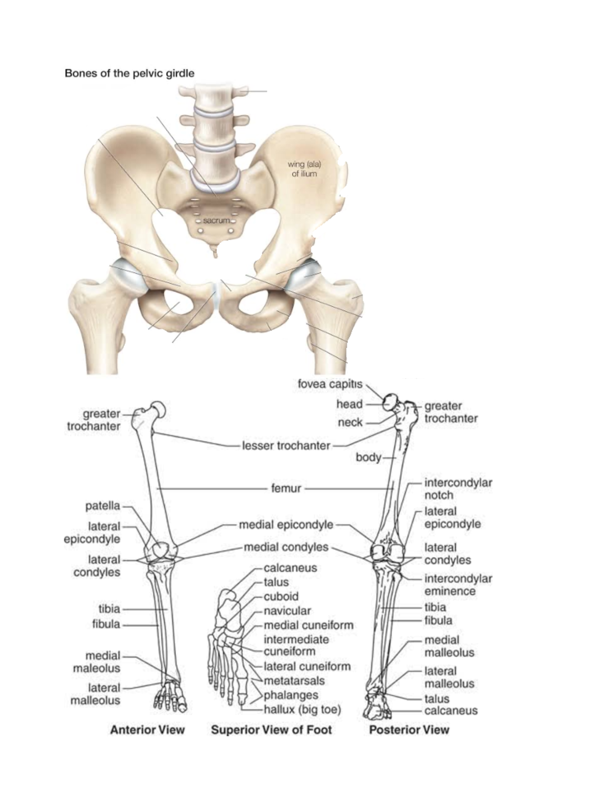 Lower limb - Anatomy pracs - MEDS2005 - TEL Bna SEE É - Studocu
