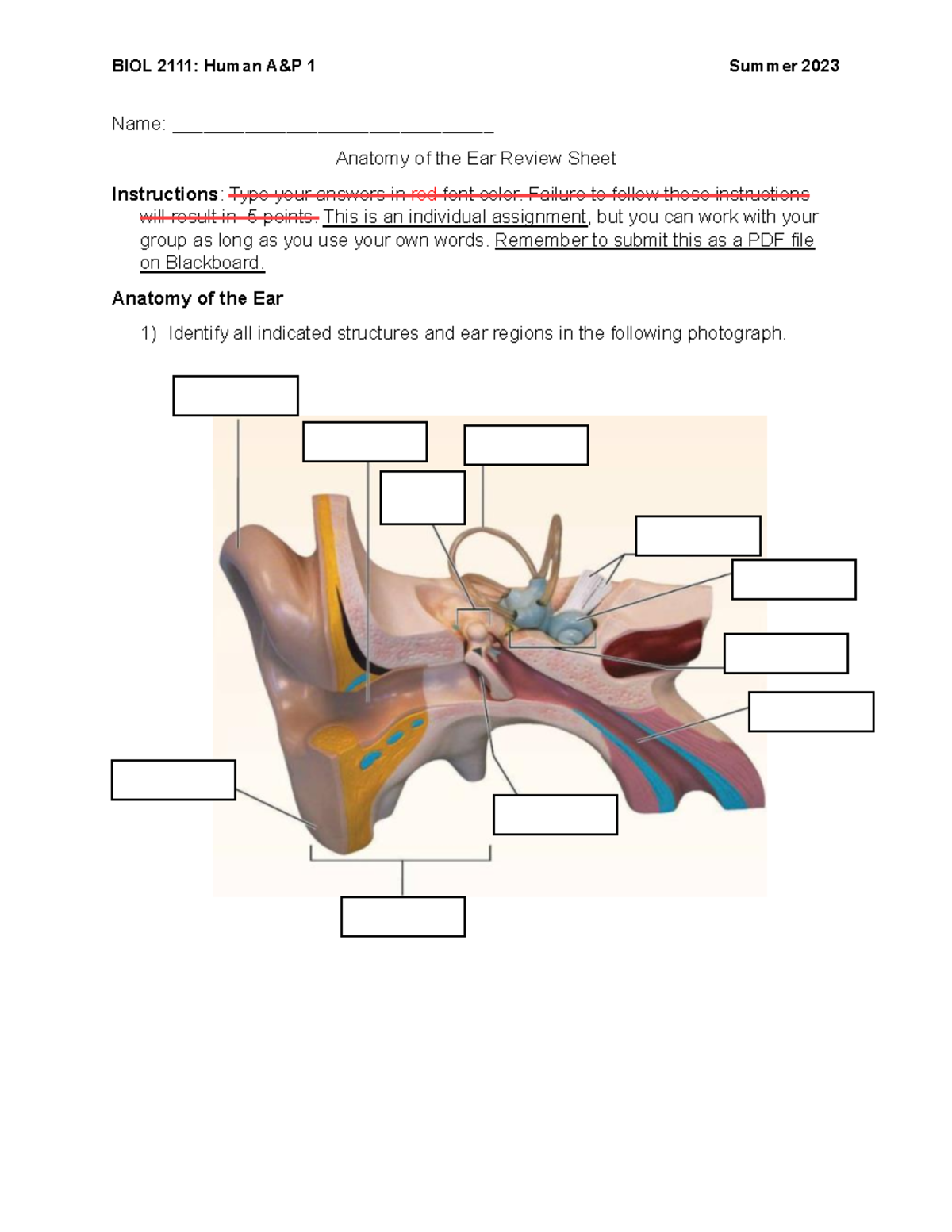 Anatomy of the ear review sheet - BIOL 2111: Human A&P 1 Summer 2023 ...