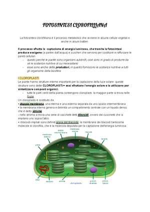 Iprite - gas mostarda - IPRITE - gas mostarda Tioetere del cloroetano ...