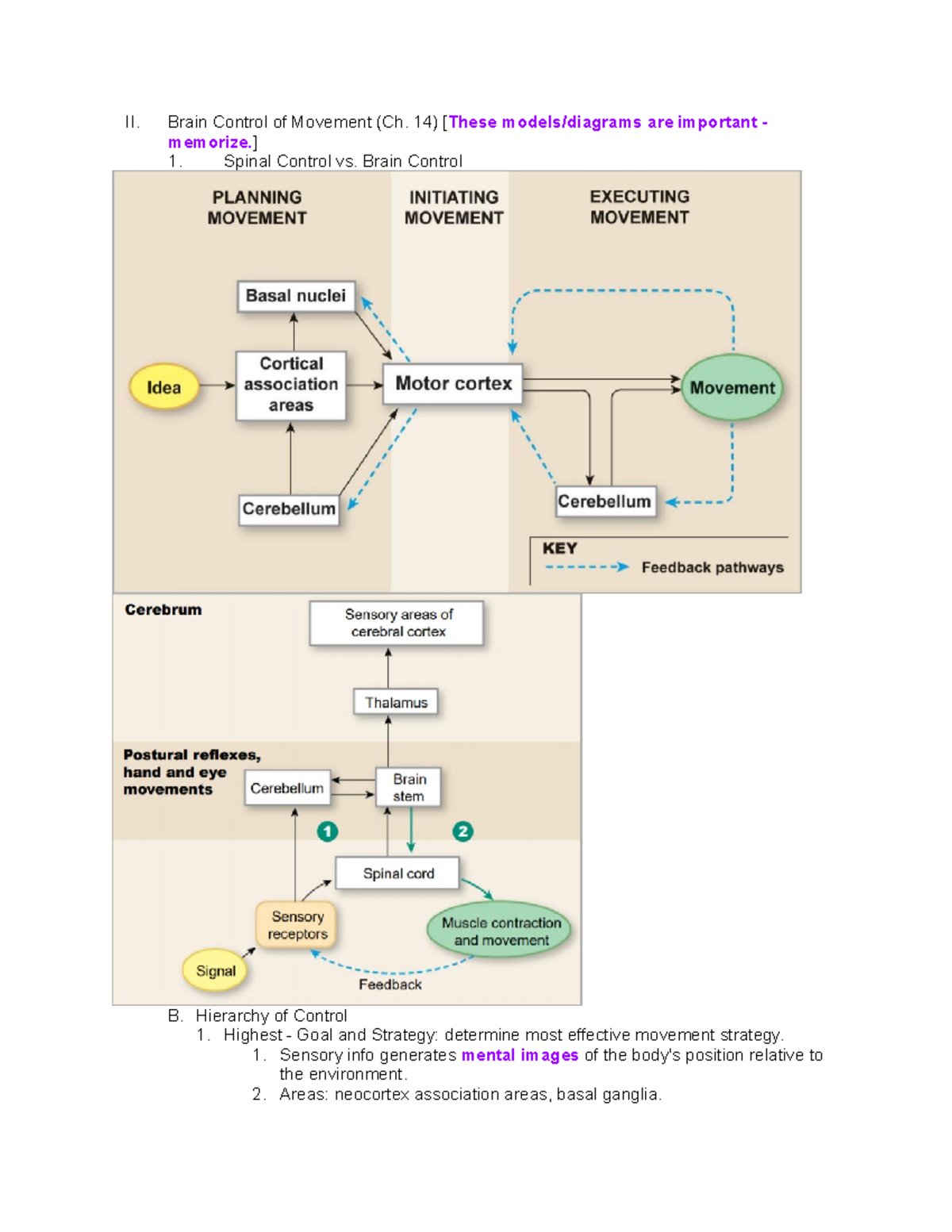 Brain Functions 2 - II. Brain Control of Movement (Ch. 14) [ These ...