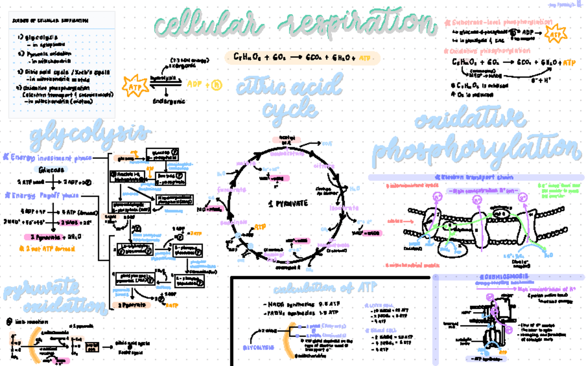 Cellular Respirations - Foundation Biology - Studocu