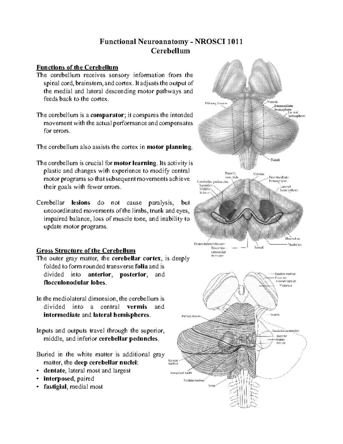 Cerebellum - Dr. Sesack - Functional Neuroanatomy - NROSCI 1011 ...
