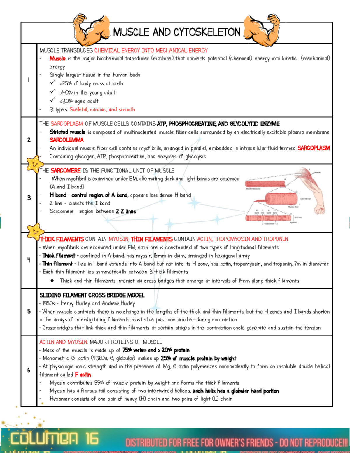 Muscle Biochem 2 - ……. - MUSCLE AND CYTOSKELETON 1 MUSCLE TRANSDUCES ...