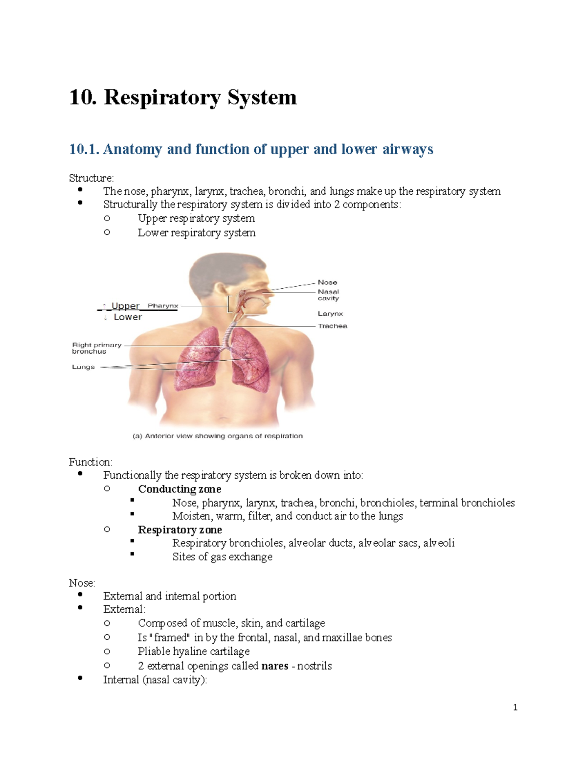 10. Respiratory System - 10. Respiratory System 10. Anatomy and ...