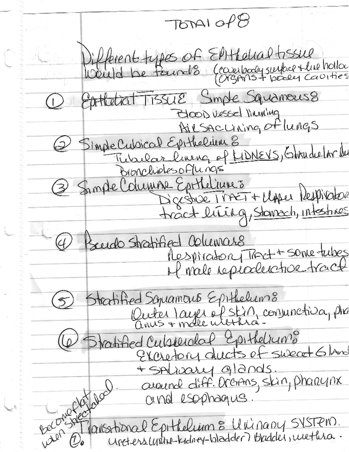 Diff. types of epithelial tissues - TOTAL OP8 Different types of EPHONE ...