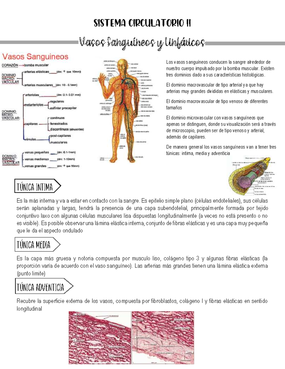Sistema Circulatorio II - Sistema Circulatorio II Túnica Intima Es la ...