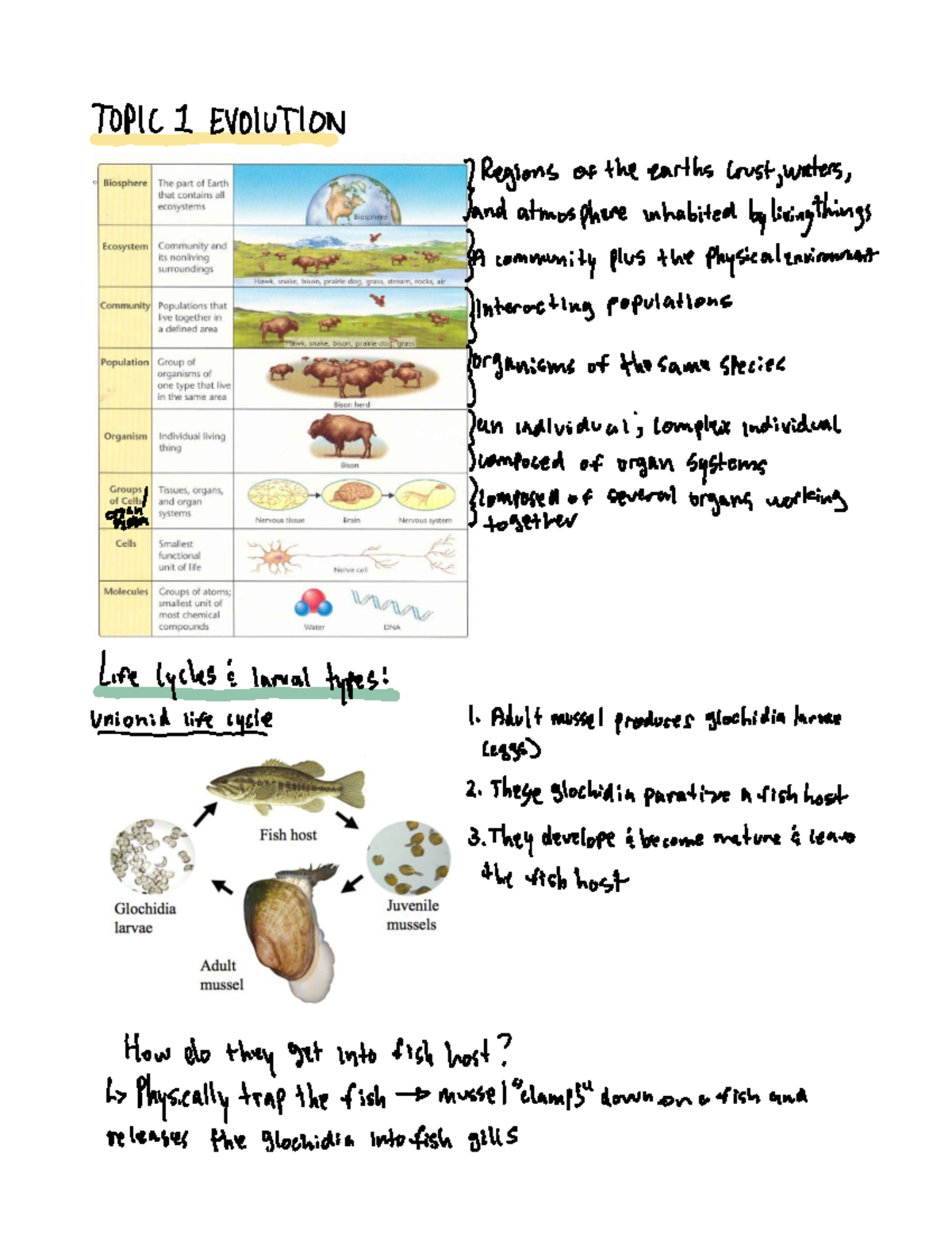 Topic 1 Evolution - TOPIC I EVOLUTION Regions of theearths crustwaters ...