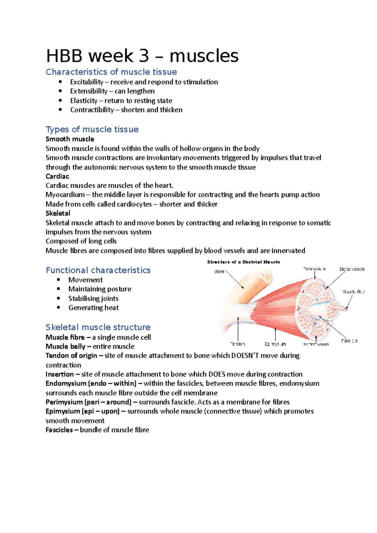 HBB week 3 - Lecture notes 3 - HBB week 3 – muscles Characteristics of ...