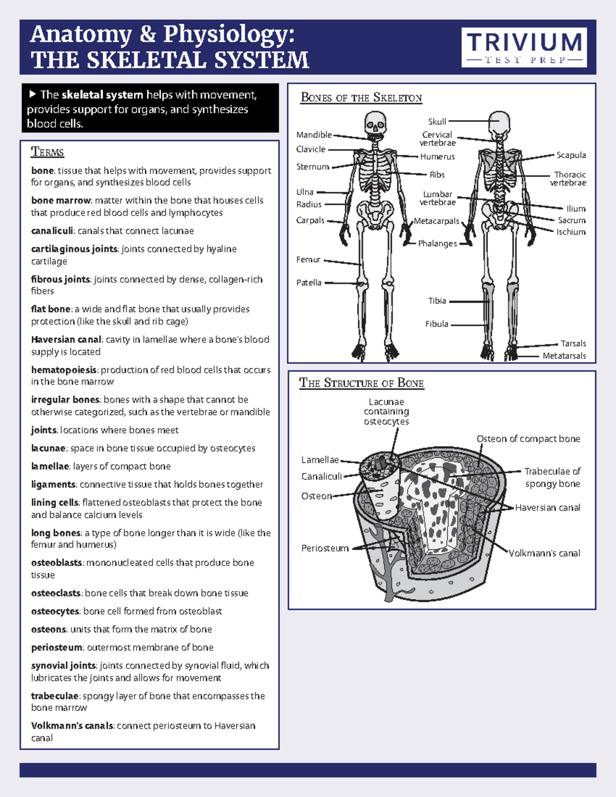 Skeletal system - Studocu