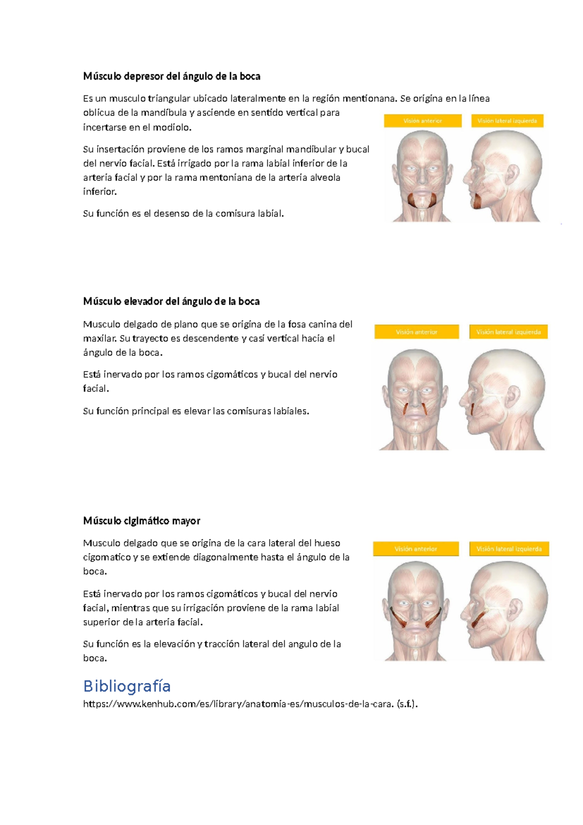 Músculo depresor del ángulo de la boca - Se origina en la línea oblicua ...