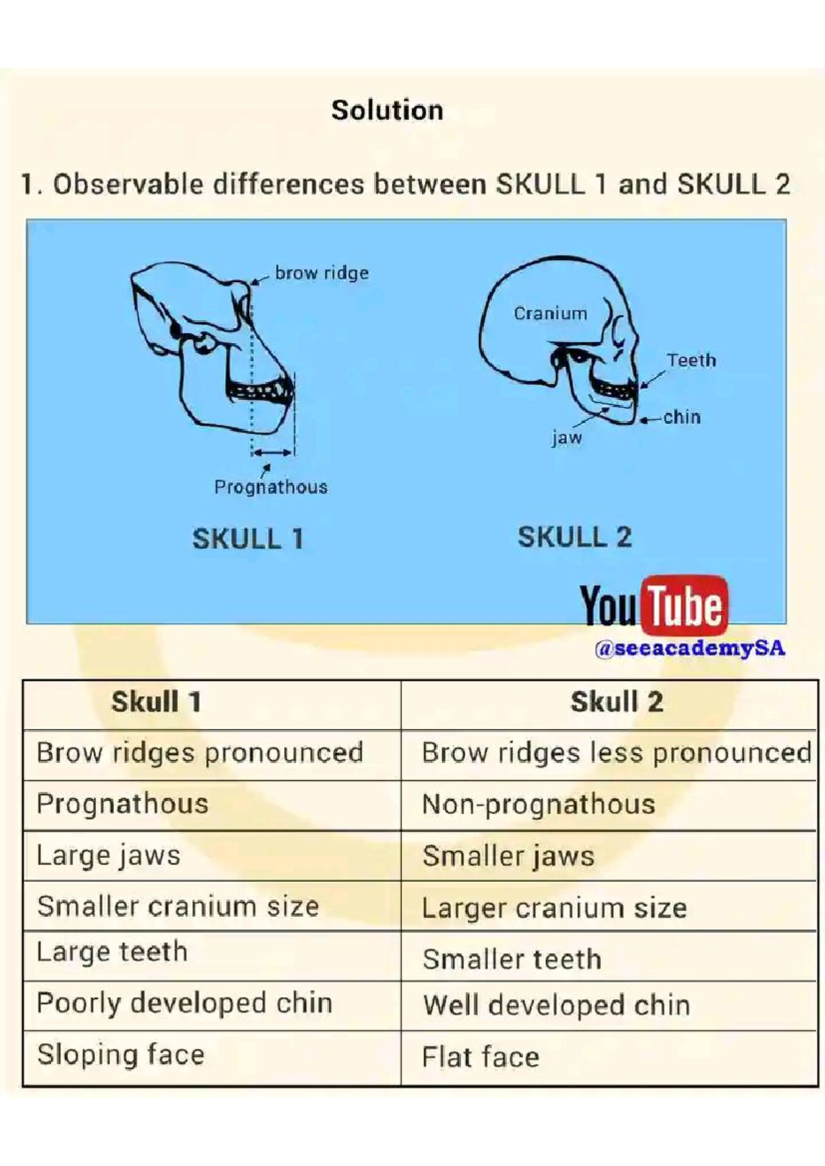 Pdf - Ready and get ready - Solution 1. Observable differences between SKULL 1 and SKULL 2 brow ...