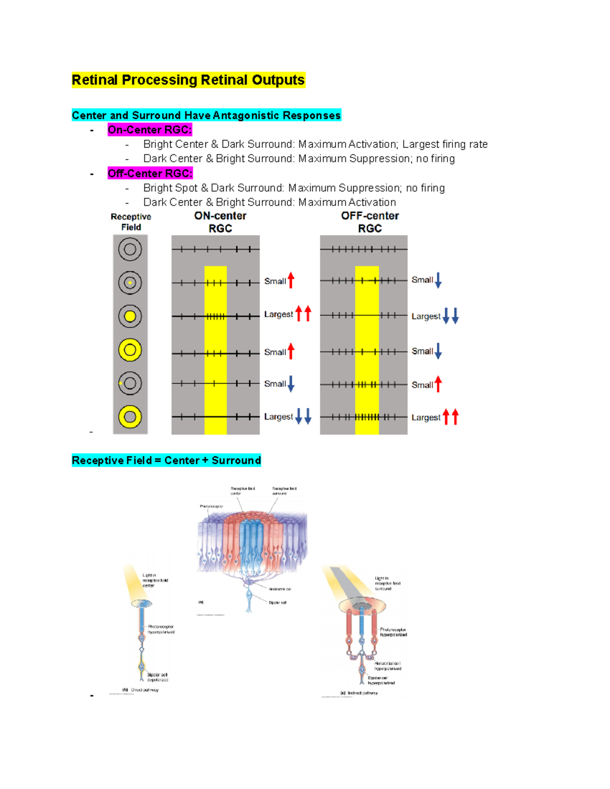 CBNS 106 Lec. 10 - Lecture notes 10 - Retinal Processing Retinal ...