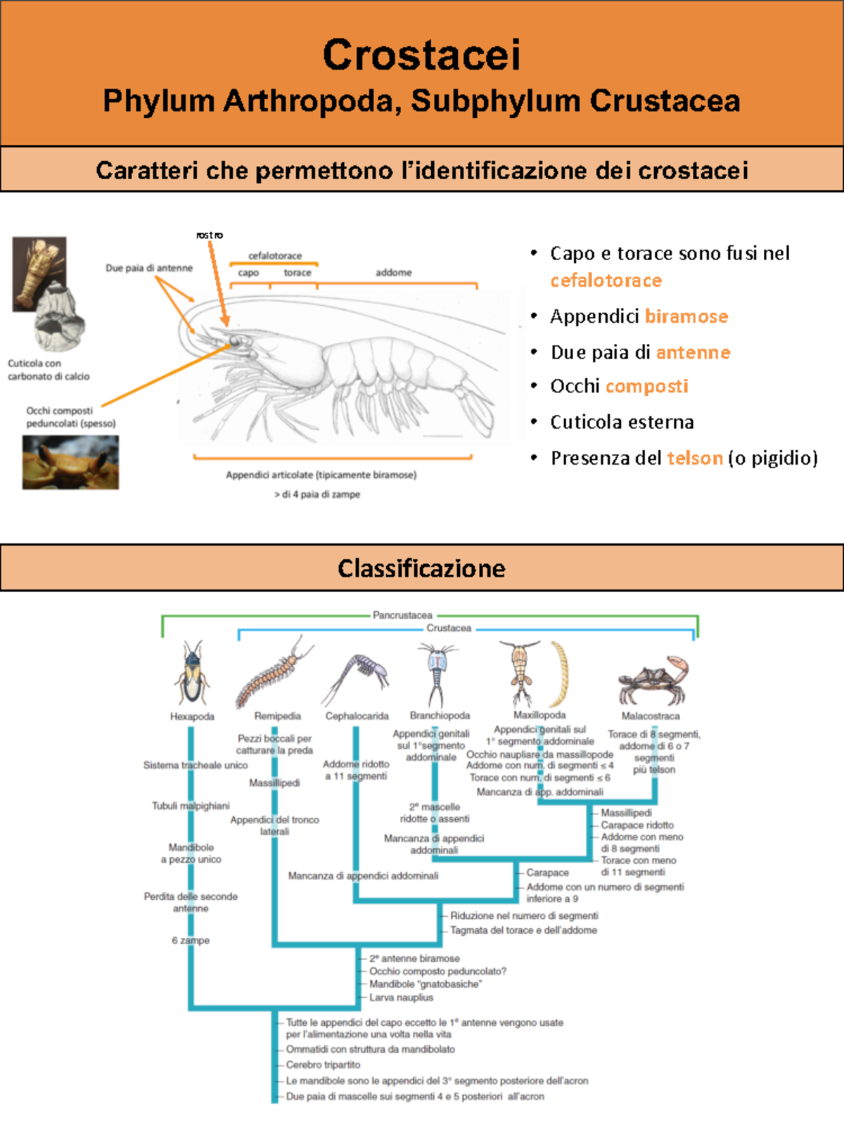 09) Crostacei - Schemi riassuntivi - Crostacei Phylum Arthropoda ...