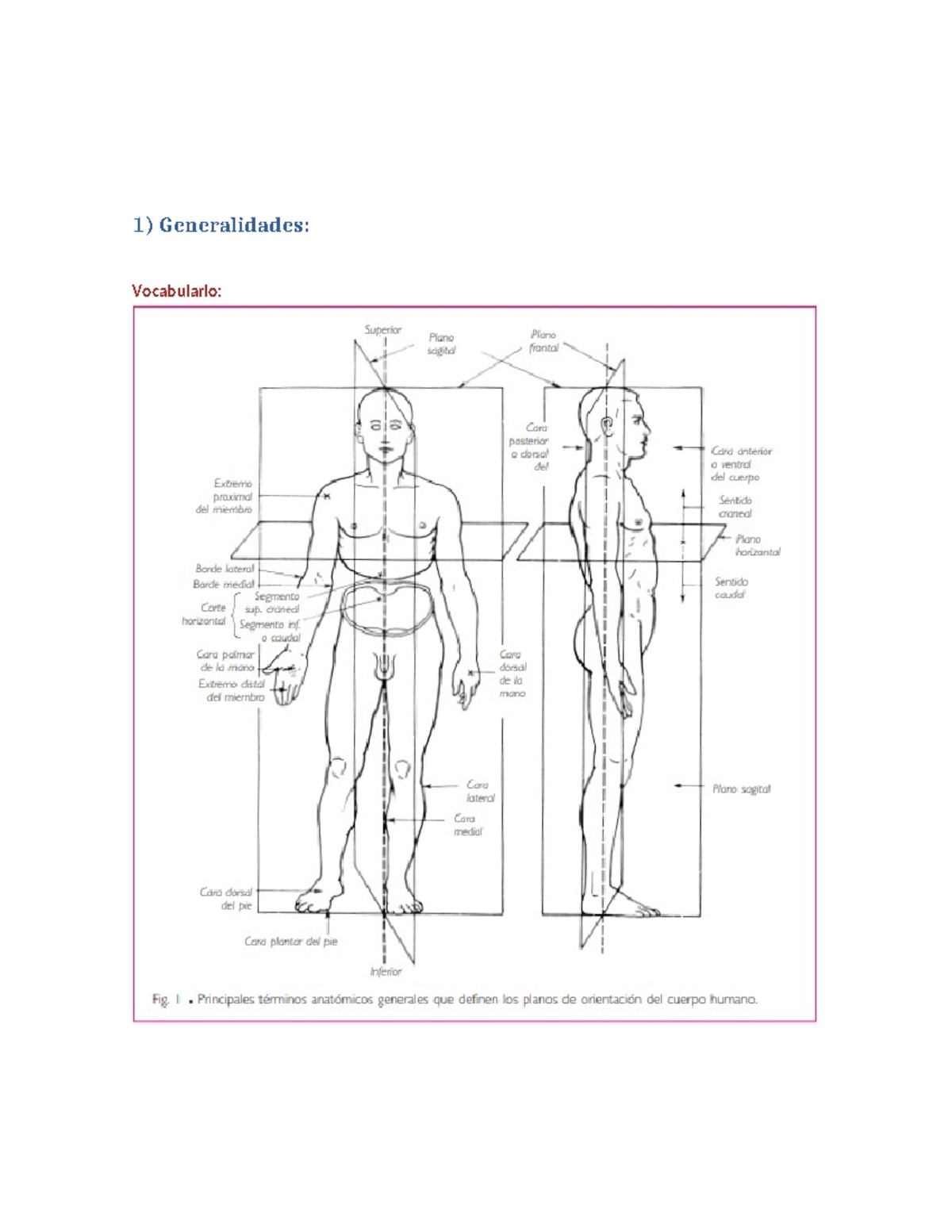 Anatomia generalidades - 1) Generalidades: Vocabulario: Eje (definición ...