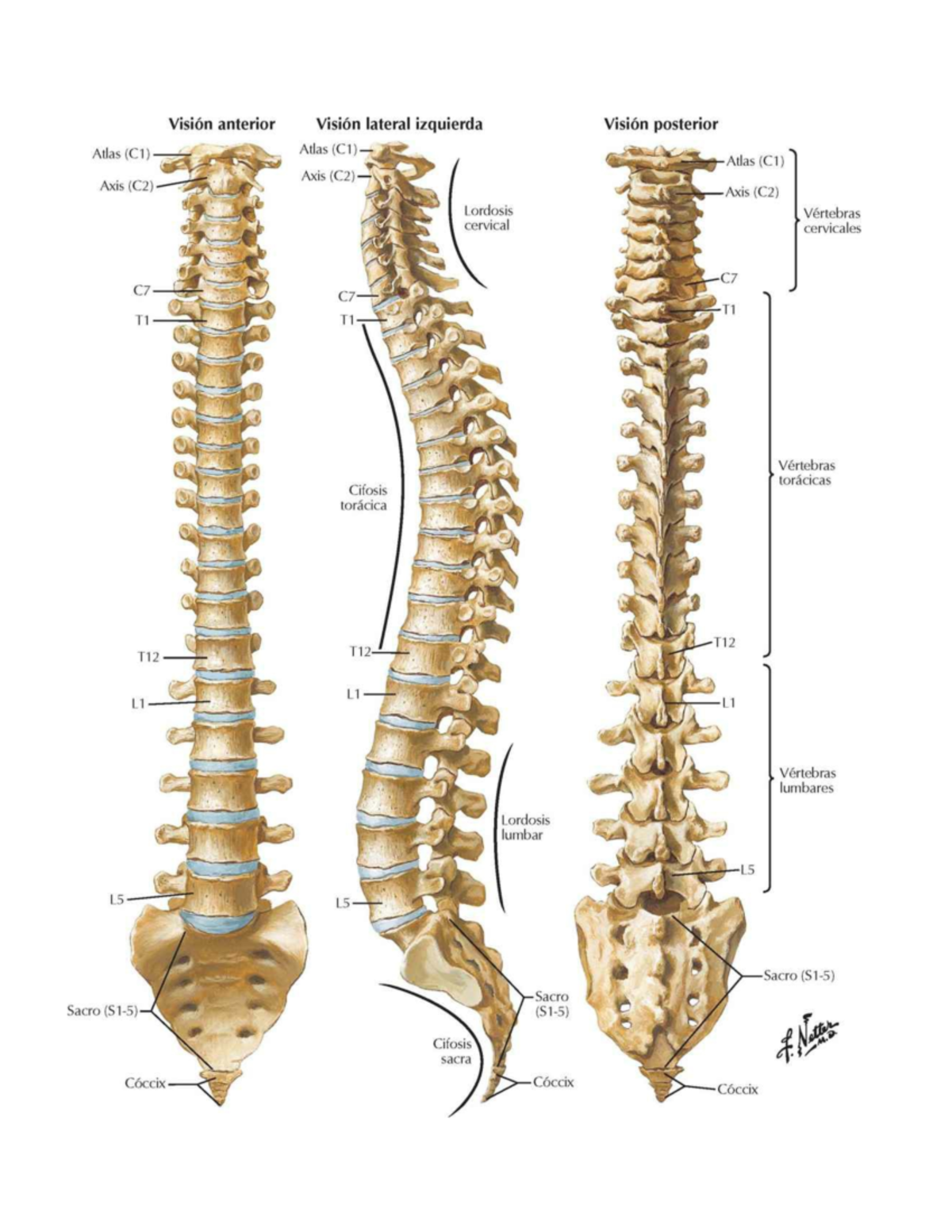 Columna Vertebral. Segmentos de la columna; típicas; atípicas ...