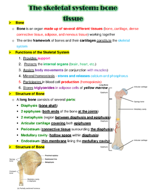 005831890 - Anatomy - Skeletal System Notes Explain the structure of ...