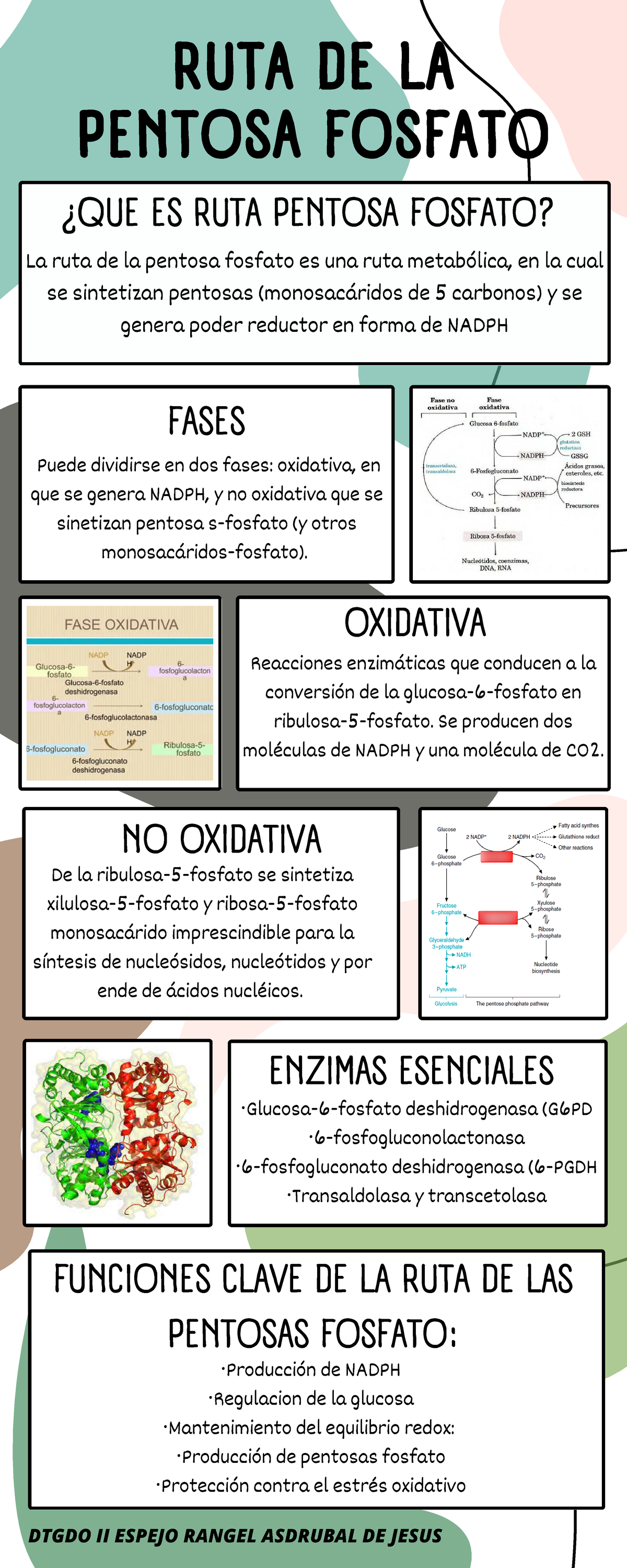 Avendaño Luna - una infografia - La ruta de la pentosa fosfato es una ...