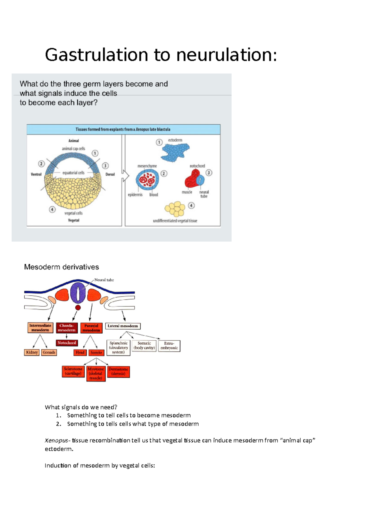 L4- Neurulation II - Lecture 4 - Gastrulation to neurulation: What ...