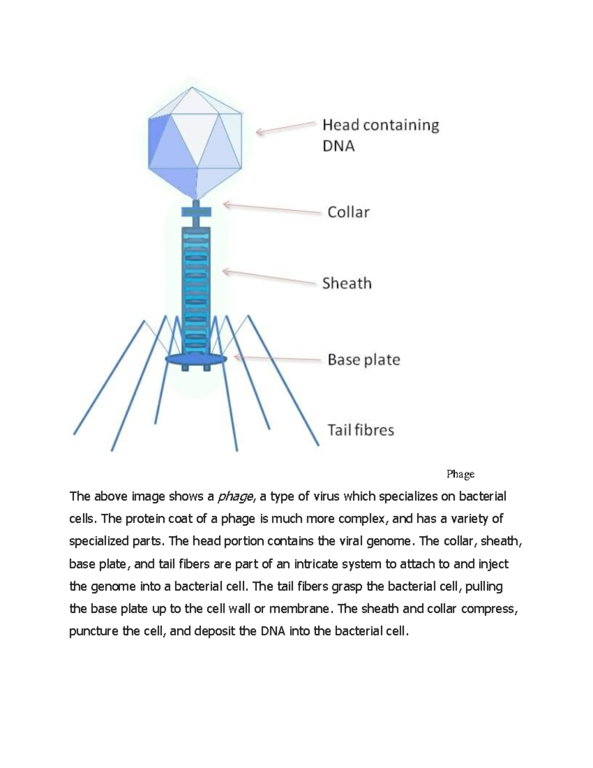 Example of Virus - Phage The above image shows a phage, a type of virus ...