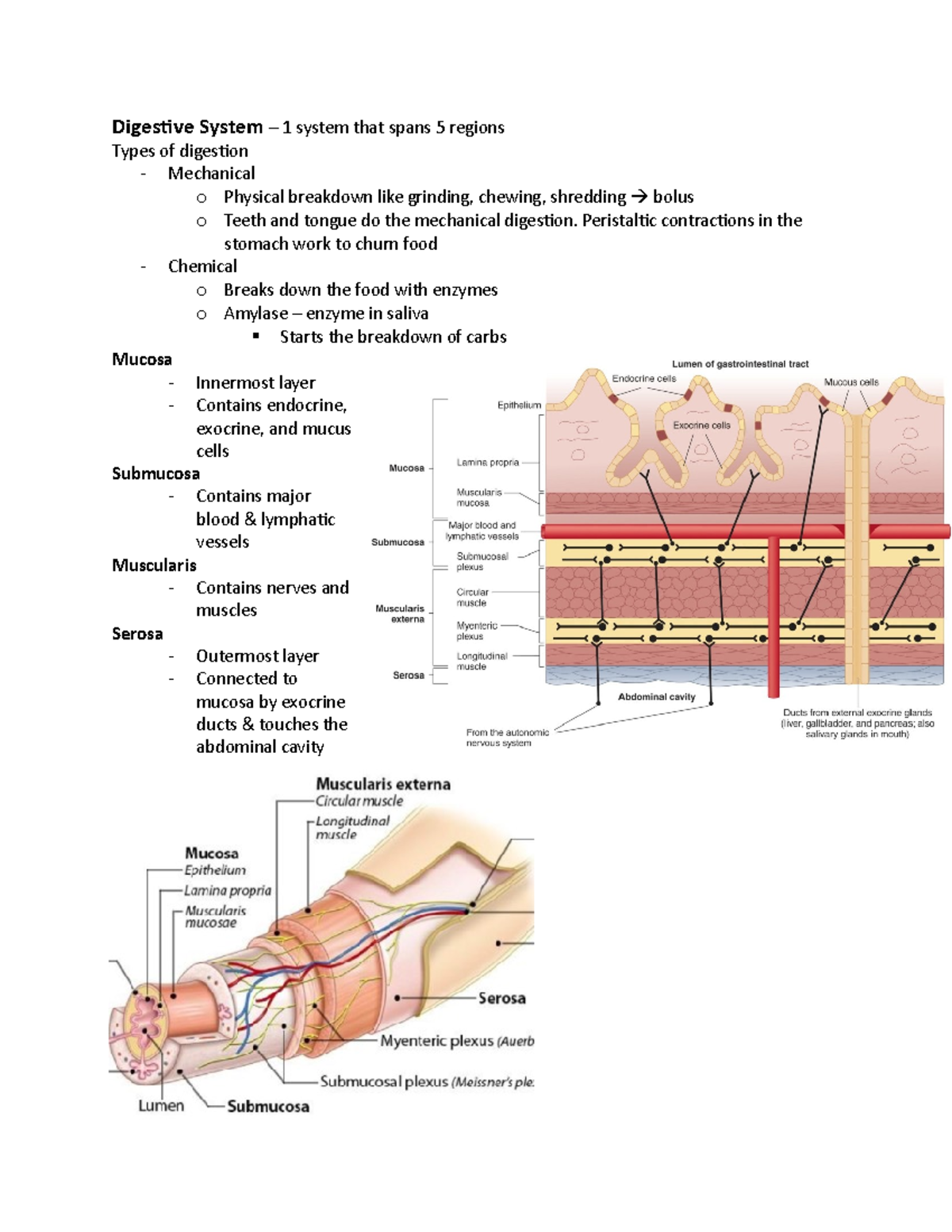 Digestive System - Peristaltic contractions in the stomach work to ...