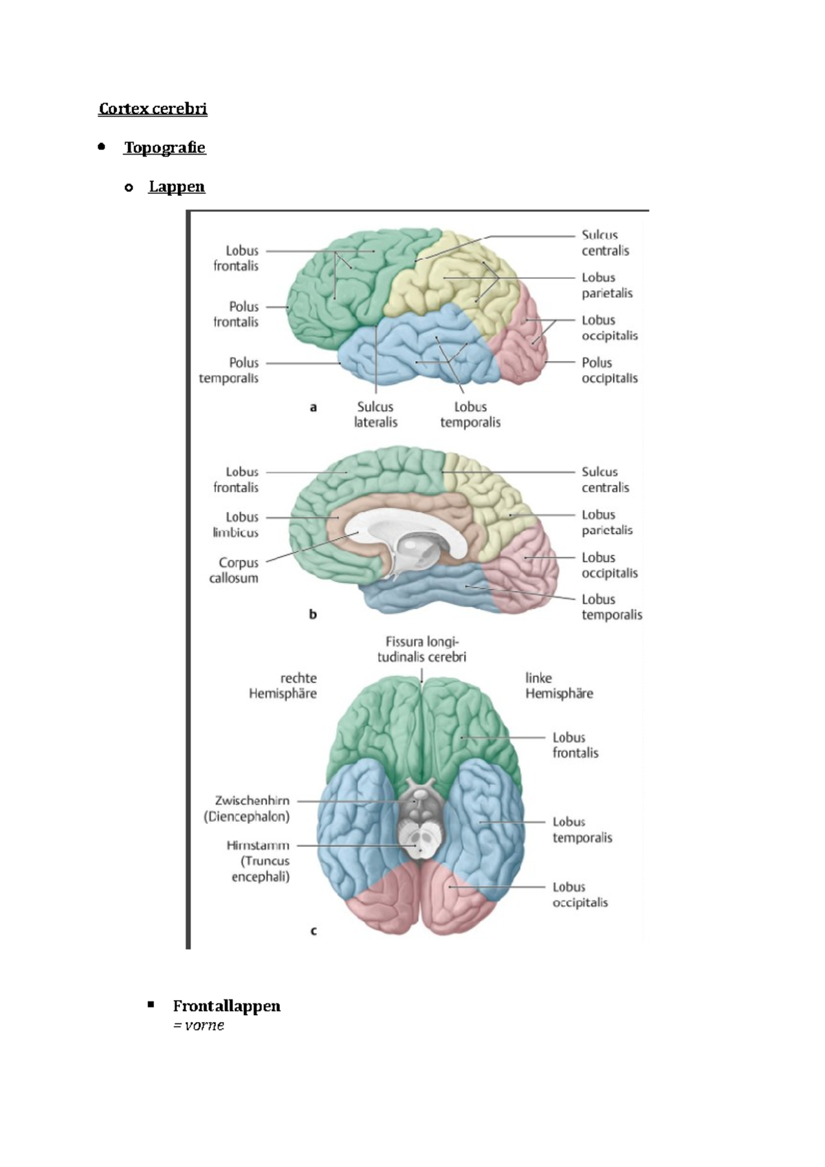 Cortex cerebri - Neuroanatomie TB4 - Cortex cerebri Topografie o Lappen ...