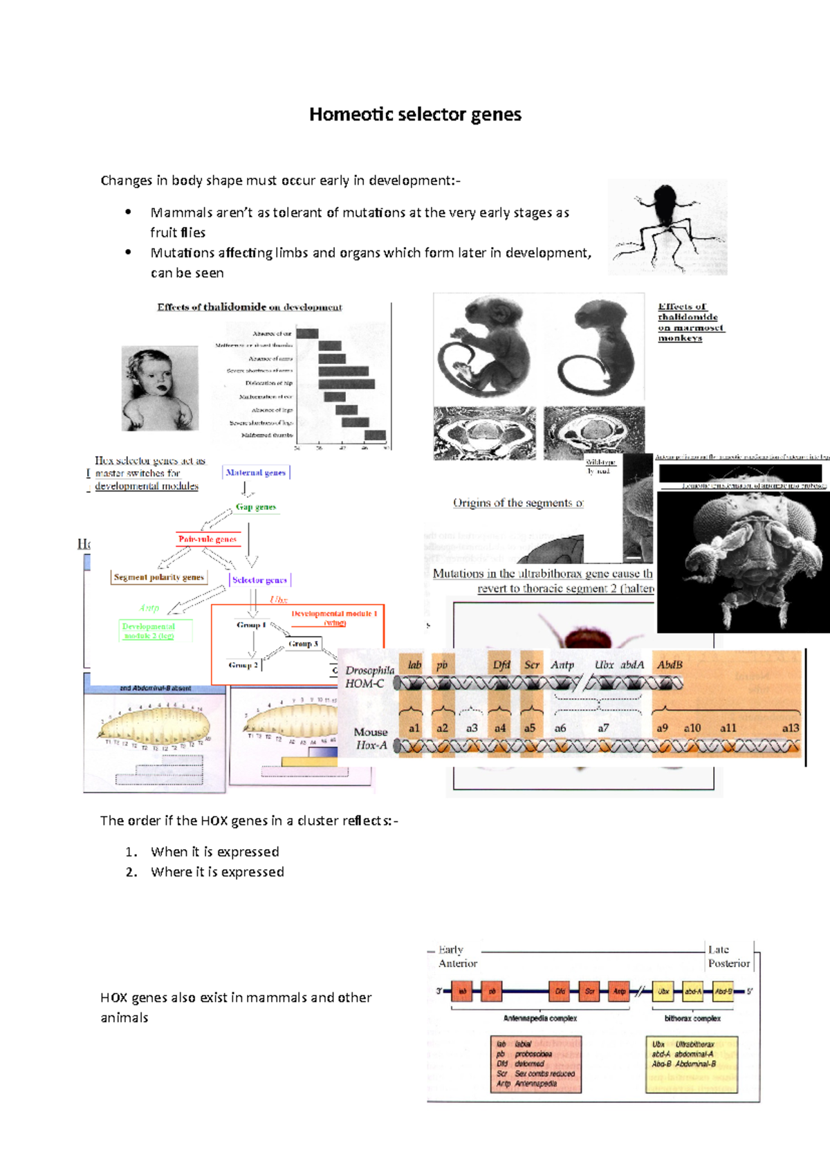 lecture 7 notes - Homeotic selector genes Changes in body shape must ...