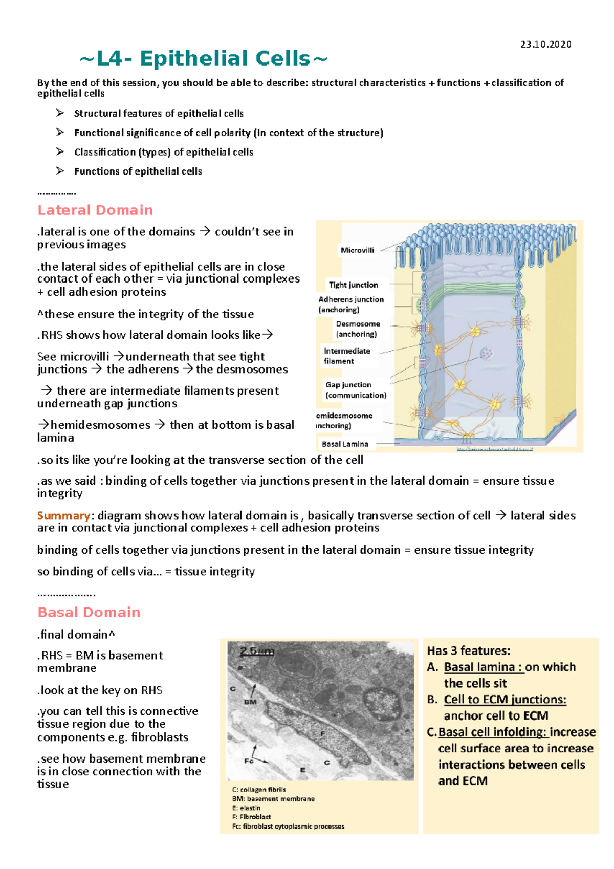 L4 - part 4 Epithelial Cells- their structure - including lateral and ...