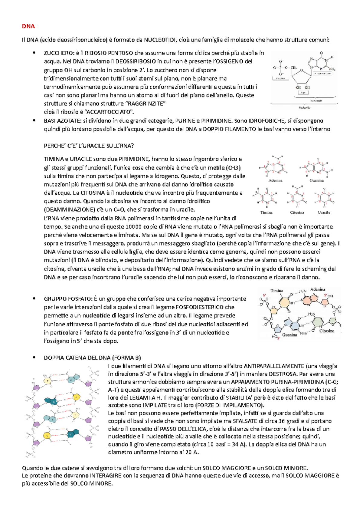 Biologia Molecolare appunti - DNA Il DNA (acido deossiribonucleico) è formato da NUCLEOTIDI ...