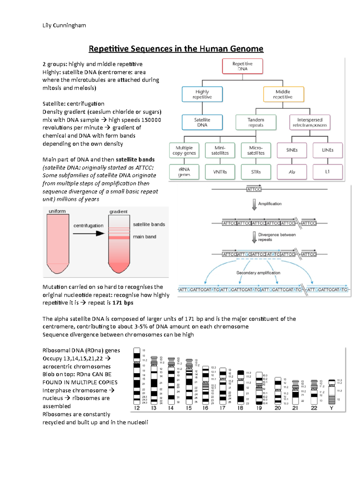 Repetitive Sequences in the Human Genome - notes - Repetitive Sequences ...