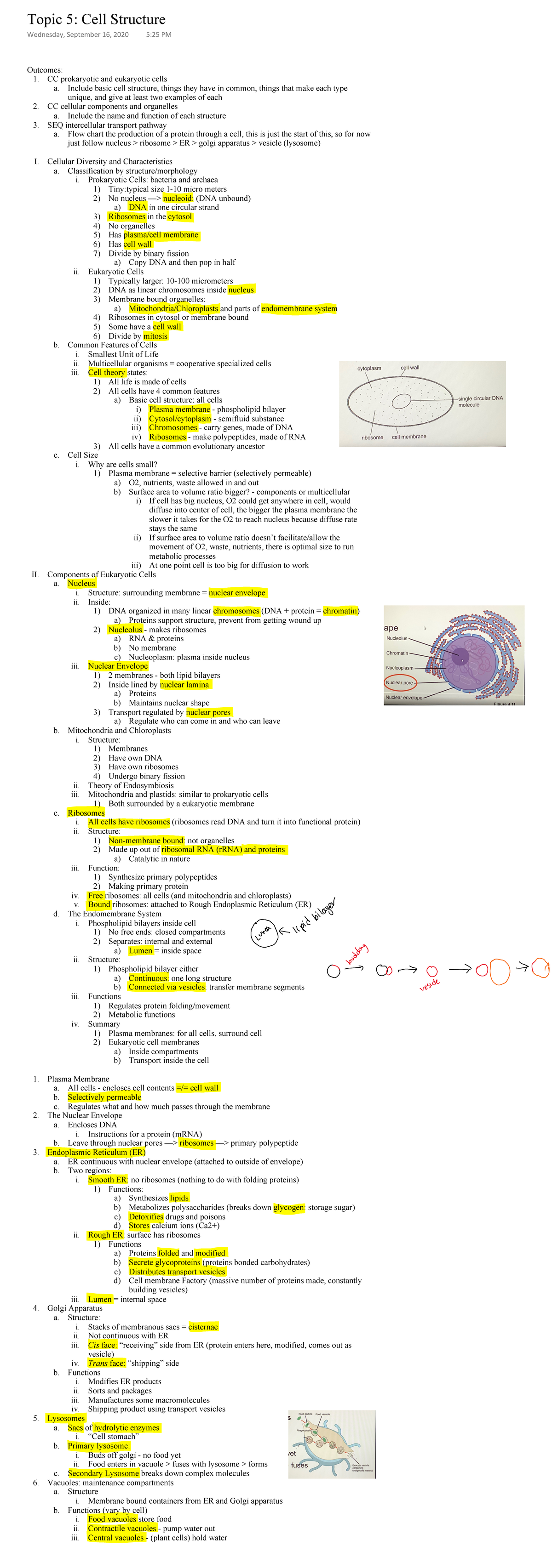 Topic 5 Cell Structure - Outcomes: CC prokaryotic and eukaryotic cells Include basic cell ...