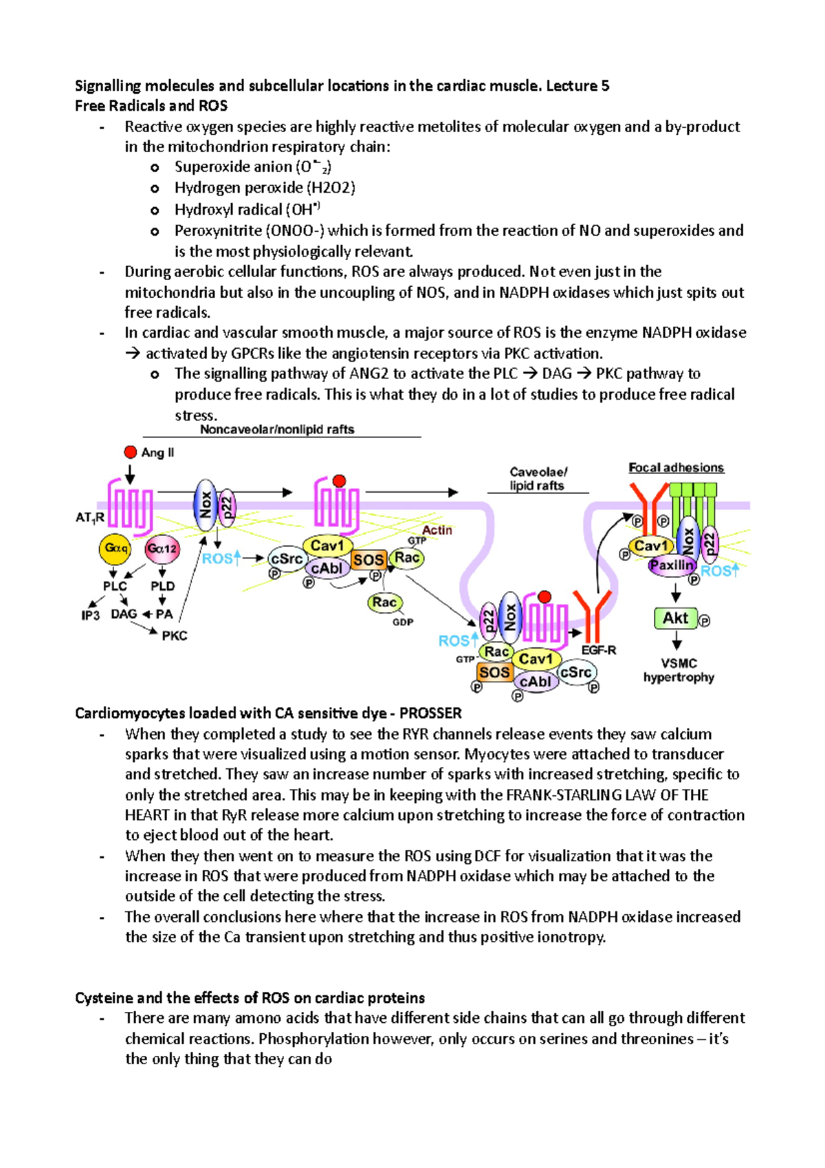 Signalling molecules and subcellular locations in the cardiac muscle ...