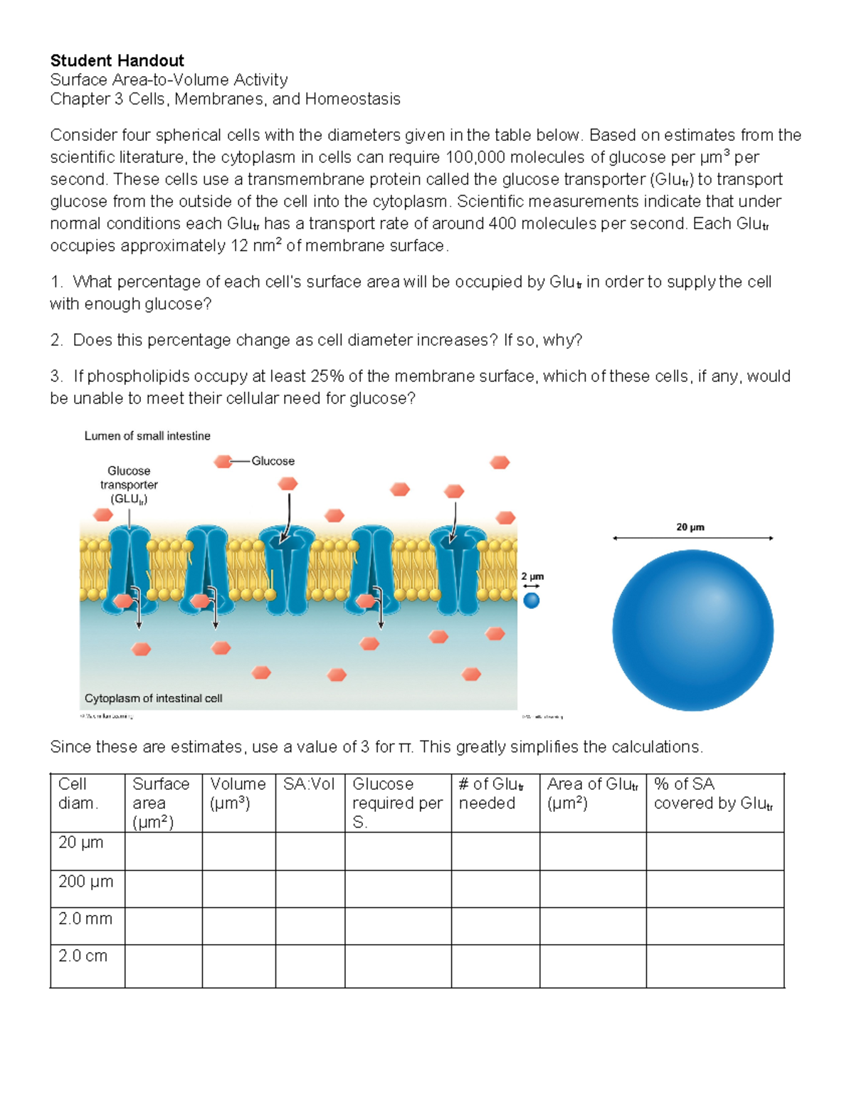 3 handout ch03surfaceareavolume - Student Handout Surface Area-to ...