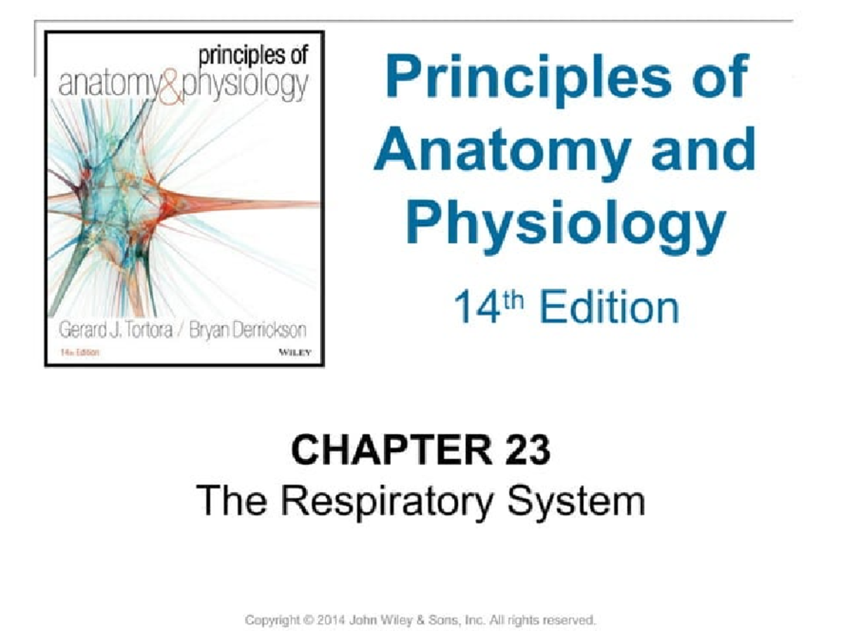 23-chapter-23-the-respiratory-system - SBI171 - Studocu