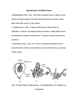 Types of Stem and Modifications of Stem - Modifications of Stem Stems ...
