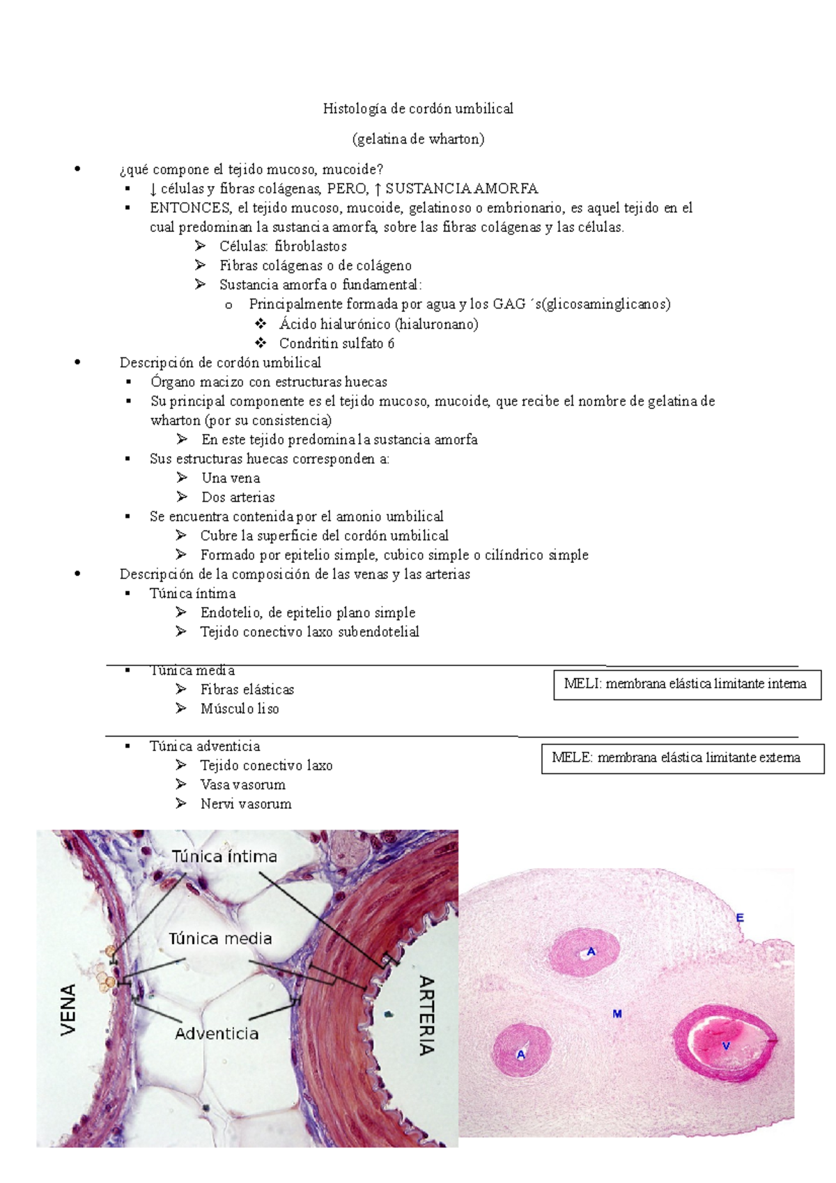 Cordón umbilical - Histología de cordón umbilical (gelatina de wharton ...