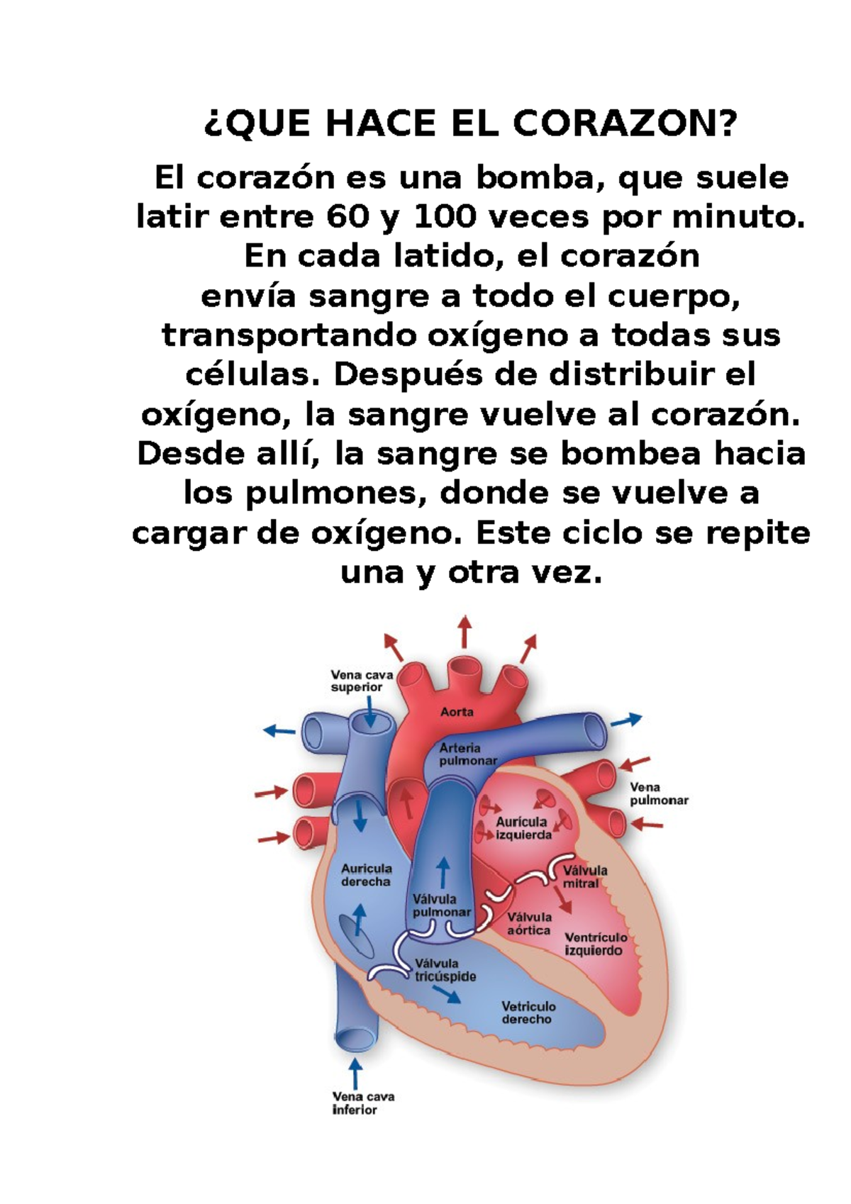 QUE HACE EL Corazon - ldjdcbwjdcbkwednscldms - ¿QUE HACE EL CORAZON? El ...