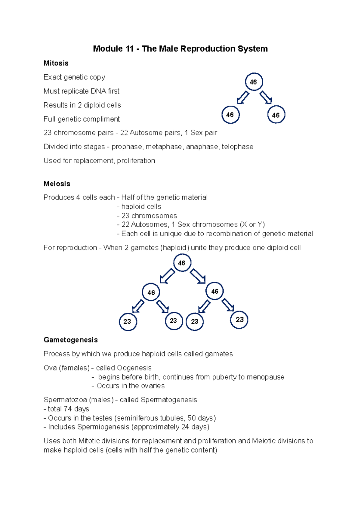 Module 11 - Lecture notes 11 - Module 11 - The Male Reproduction System ...