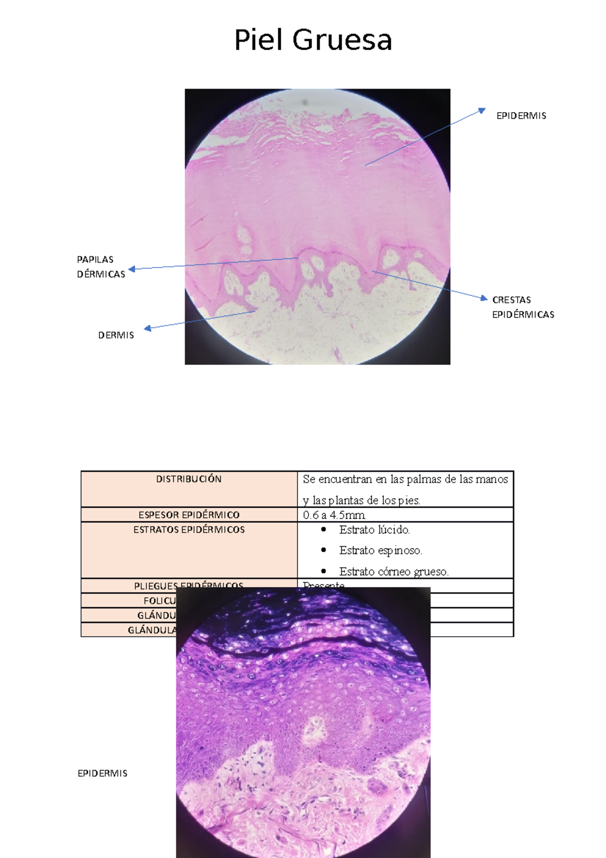 Histologia - MECA - Características piel gruesa, fina, ejemplos ...