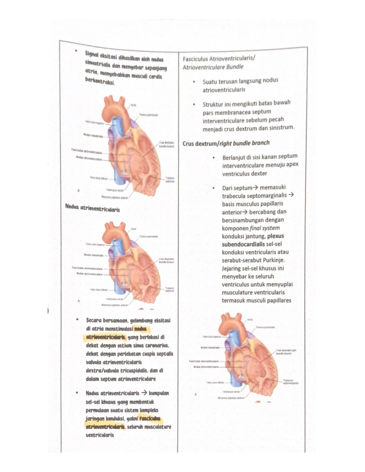 Anatomi Cardiovascular III - Kedokteran - Studocu