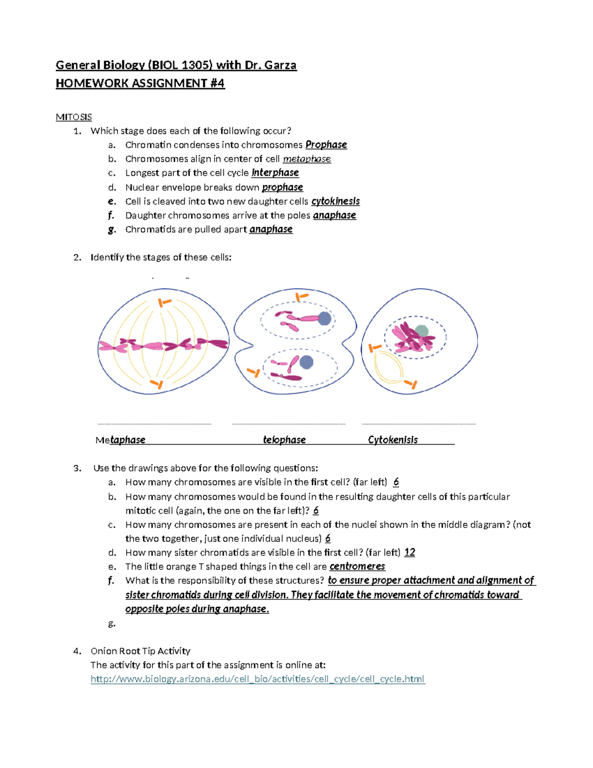 Last bio homeowrk - last biology homework, meiosis and mitosis ...