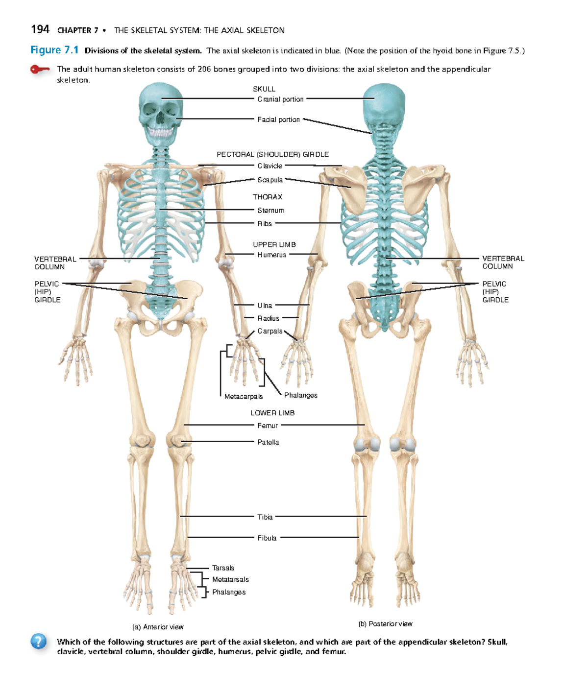 Anatomyand Physiology-76 - 194 CHAPTER 7 • THE SKELETAL SYSTEM: THE ...