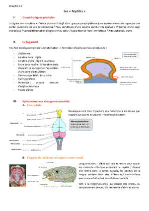 Cours 9 intro sur les vertébrés - Cours 9 : introduction aux vertébrés ...