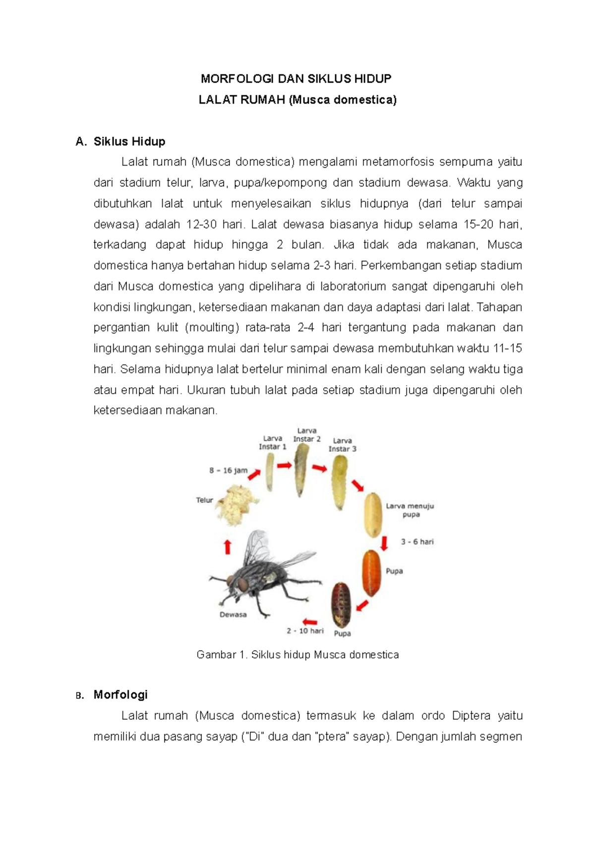 6411421165 Intan Ida yuliana Morfologi DAN Siklus Hidup Musca domestica - MORFOLOGI DAN SIKLUS ...