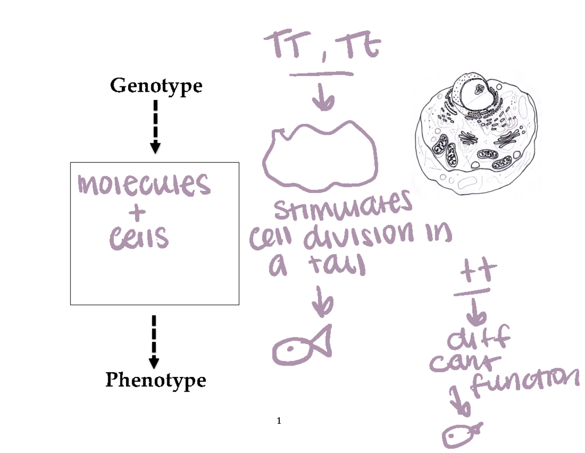 Weeks 1-2 Lecture Note Packet - Genotype Phenotype TT Tt T molecules D ...