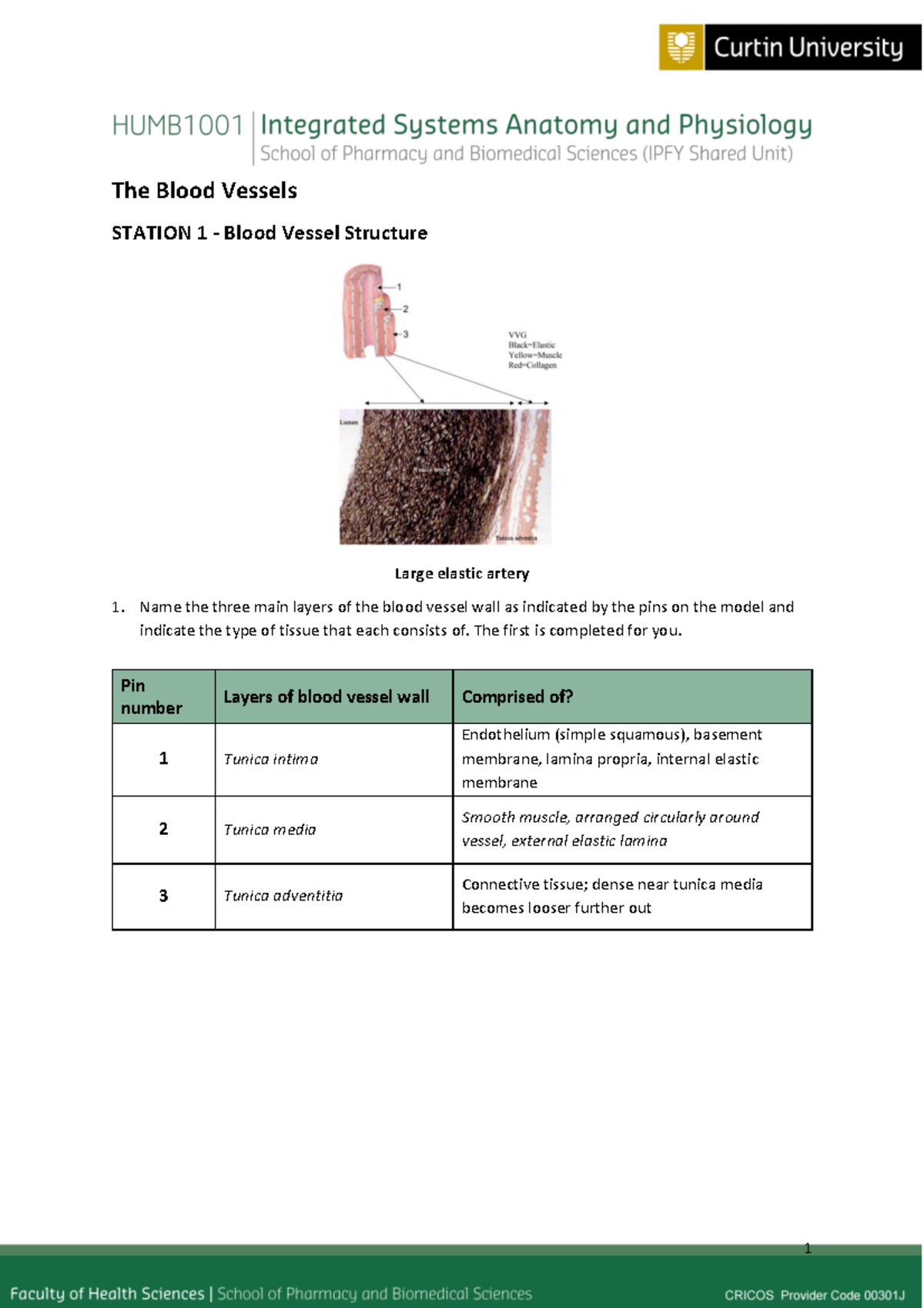 Module 5 Answers - Humb1001 - The Blood Vessels STATION 1 - Blood ...