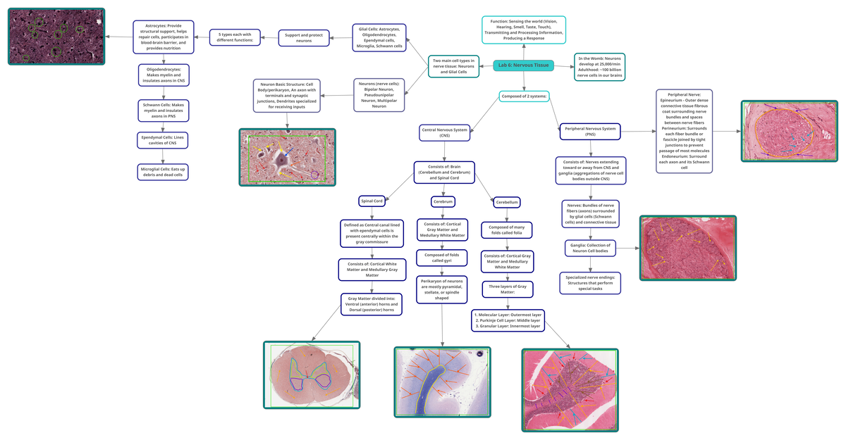 Lab 6 Mindmap APuente - Used to study - Lab 6: Nervous Tissue Composed ...