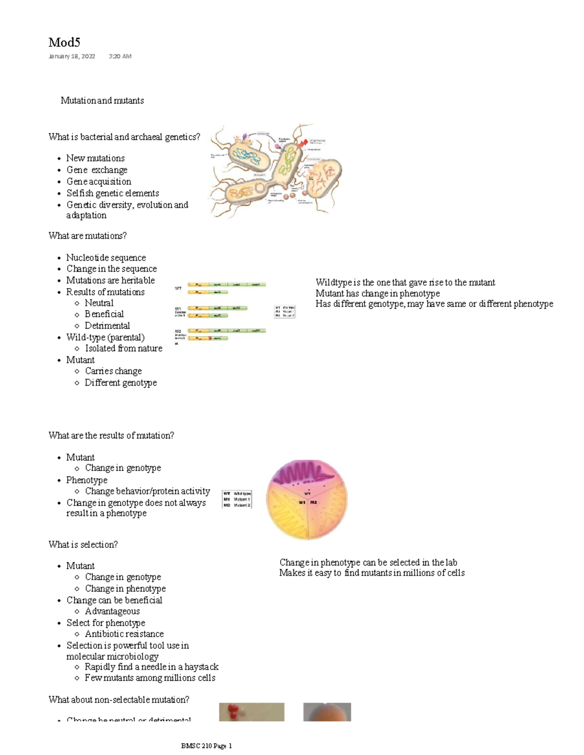 Mod5 - course notes with added notes from textbook - Mutation and ...