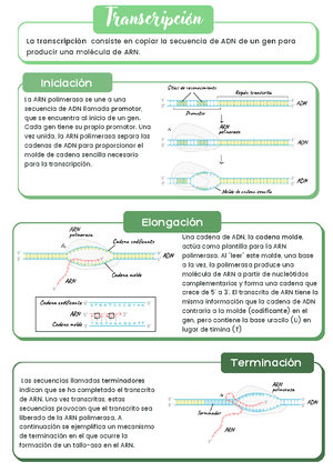 Estructura ADN Reglas de Chargaff - ESTRUCTURA DE LOS ÁCIDOS NUCLÉICOS ...